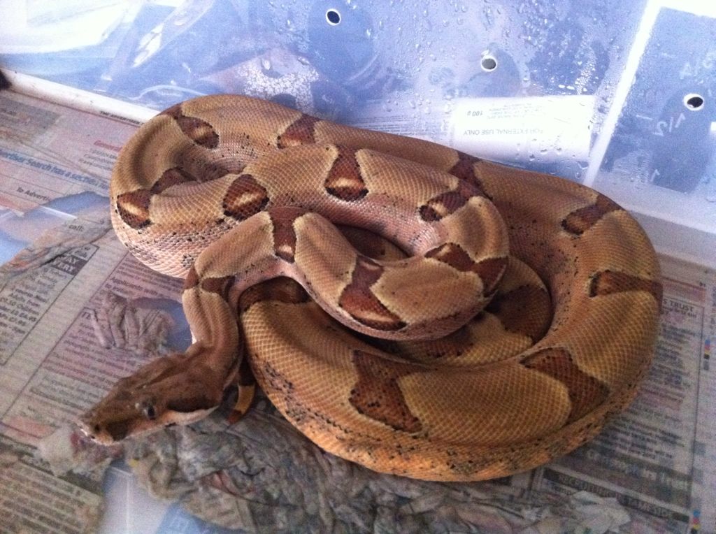 NW England - DH Sunglow, really nice common boas, hypo jungle swap for retics | Reptile Forums