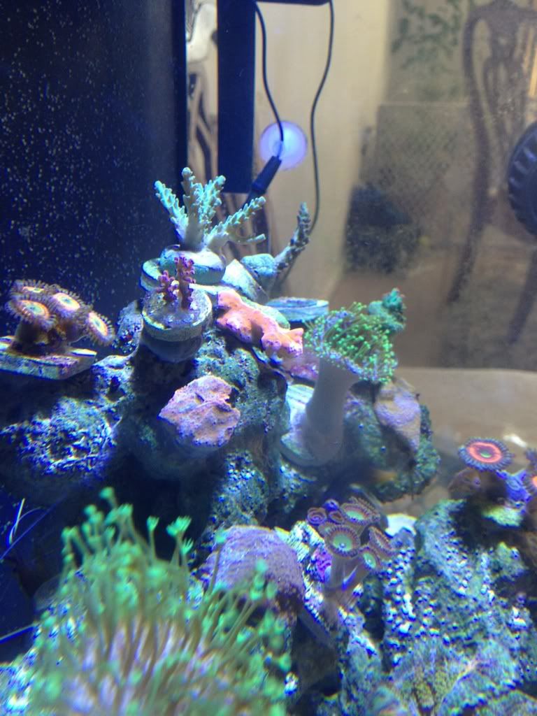 Help: sps bleaching W/Pics | Reef2Reef