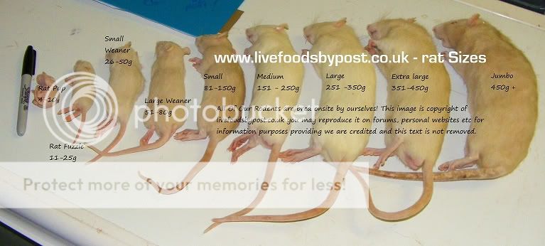 Royal Python Food Size | Reptile Forums