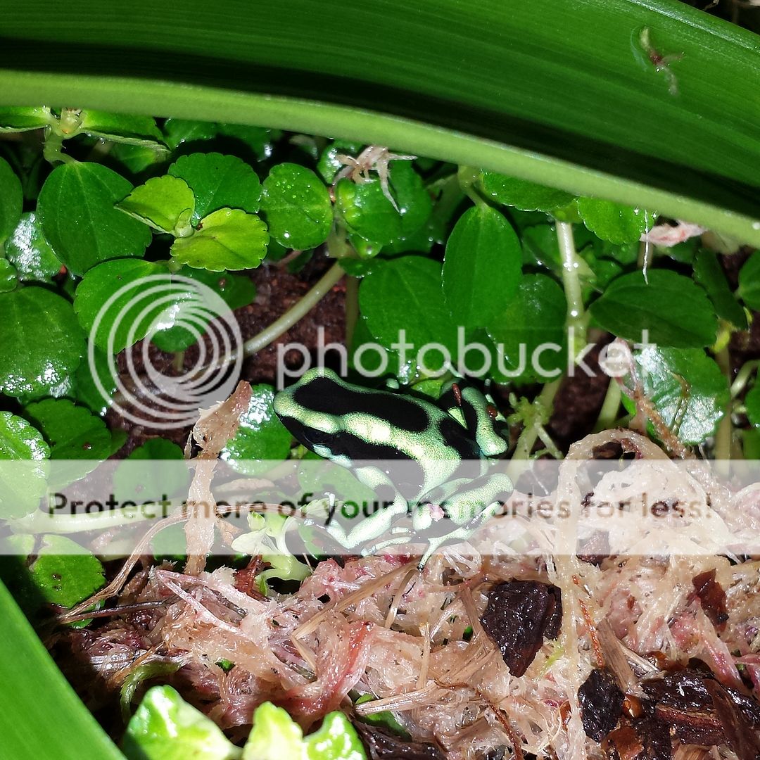 Dart frog bug | Reptile Forums