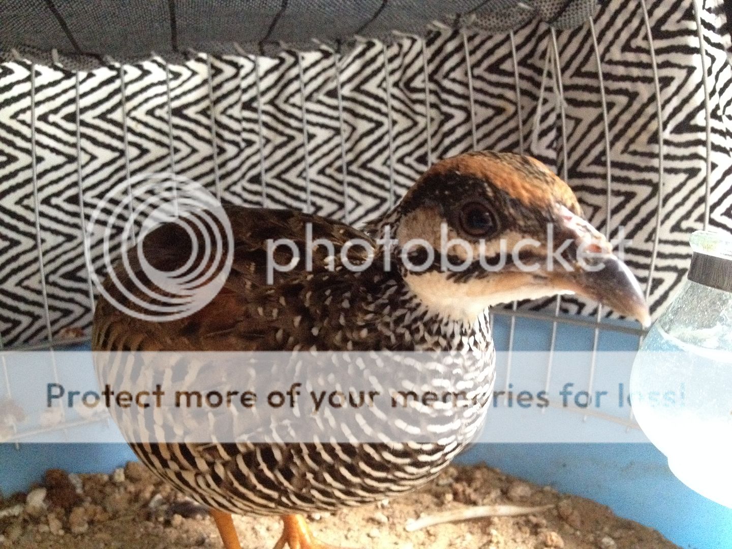 Chim - - Tp.Hcm - Chim Đa Đa | 5giay