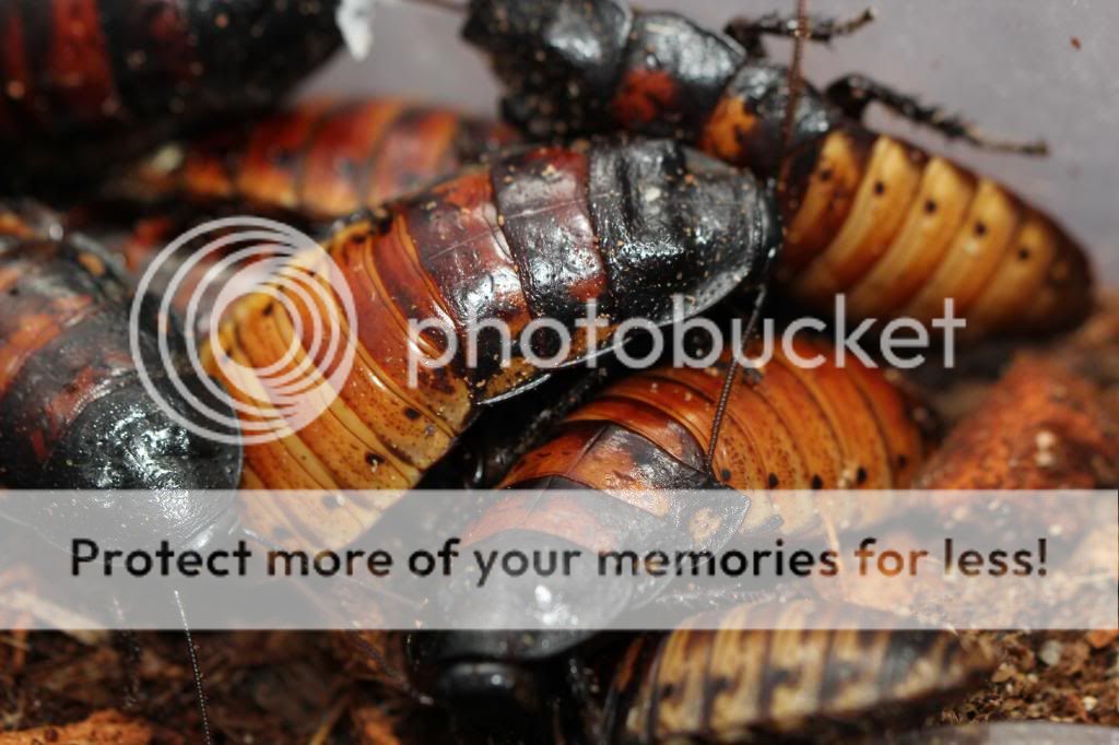 SE England - Some very rare roaches for sale! | Reptile Forums