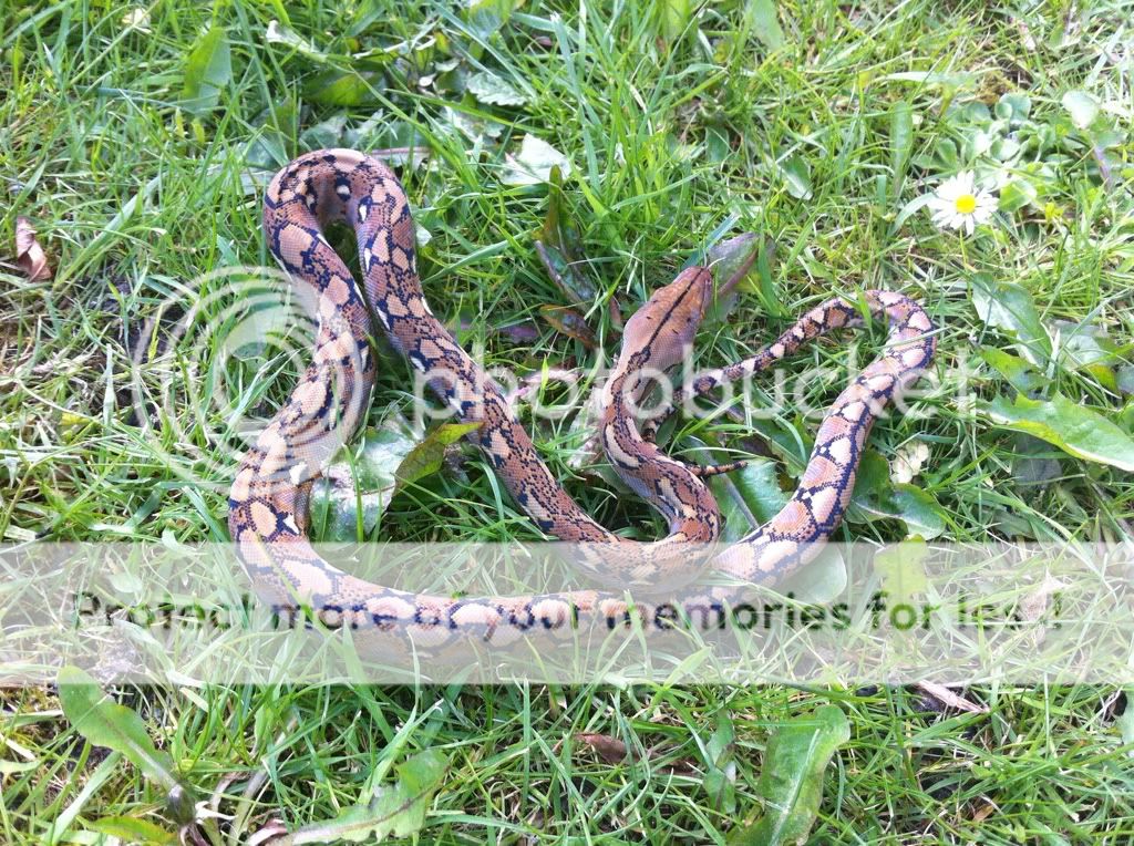 New retic! Granite back, cheers Steve! (snaketats) | Reptile Forums