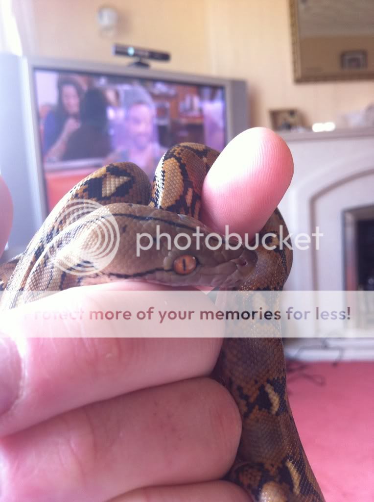 New retic! Granite back, cheers Steve! (snaketats) | Reptile Forums
