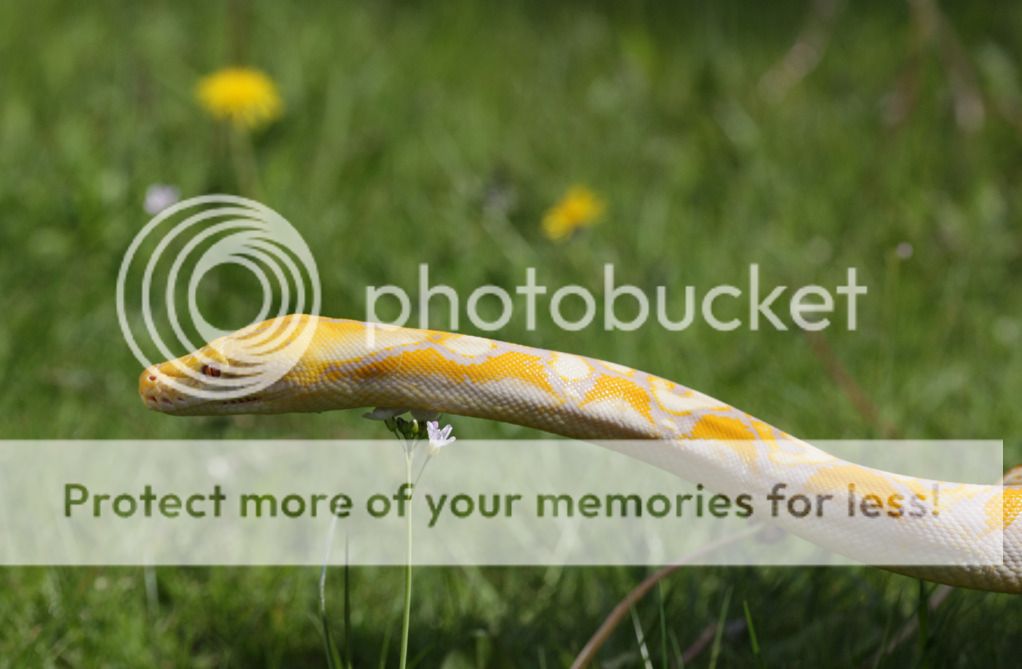 Adult retic morphs? | Page 4 | Reptile Forums