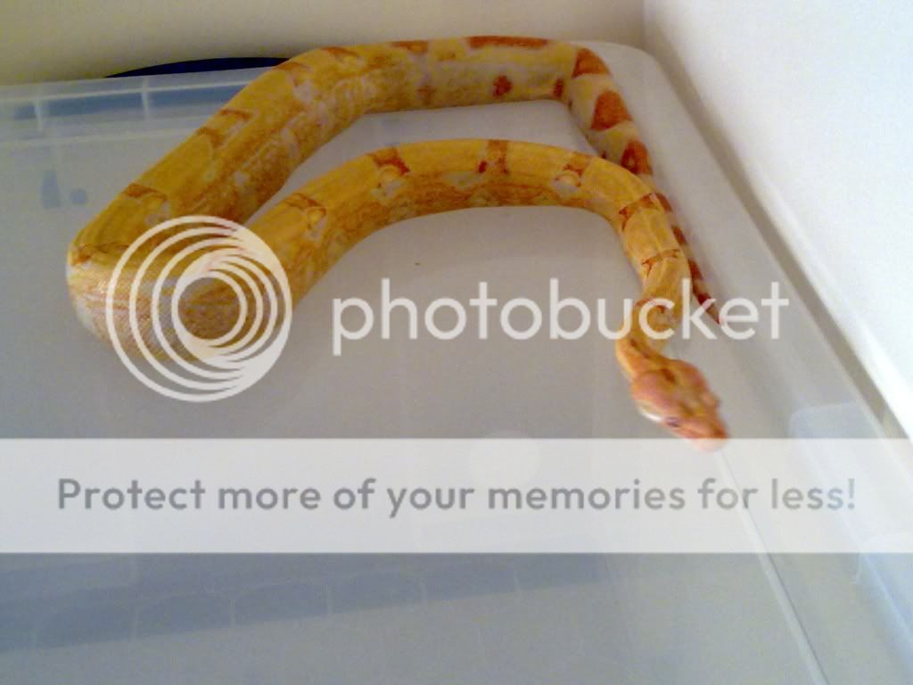 Sharp or Kahl? Sunglow or just albino? | Reptile Forums