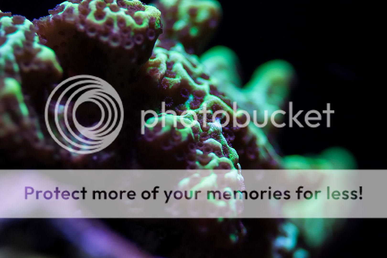 new photos and polyp macro shots | Reef2Reef