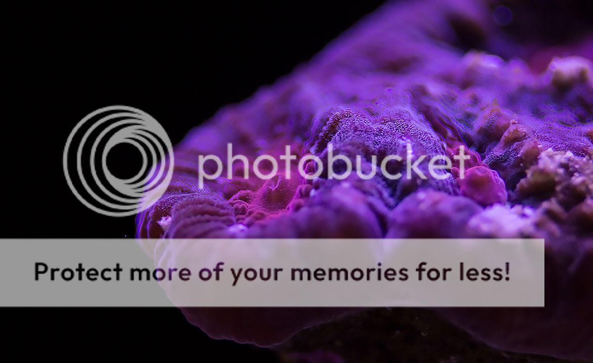 new photos and polyp macro shots | Reef2Reef